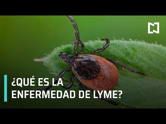 Todo lo que necesitas saber sobre la enfermedad de Lyme: causas, síntomas y tratamientos - i ...