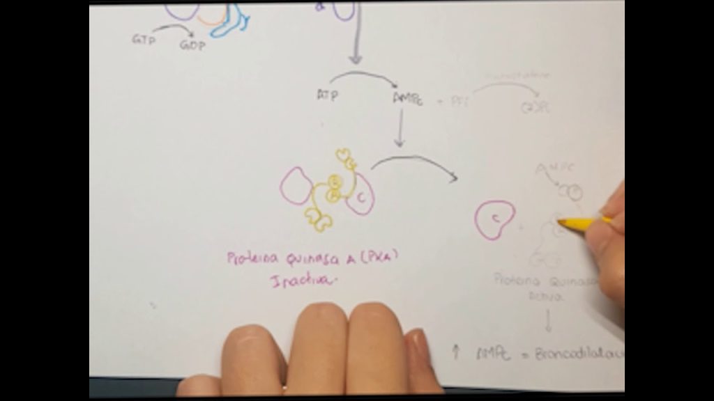 Todo lo que necesitas saber sobre indacaterol y bromuro de ...