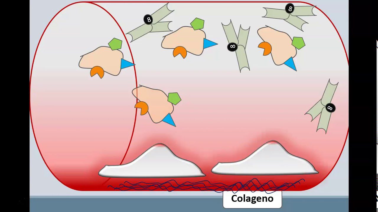 Todo lo que necesitas saber sobre la combinación de Von Willebrand ...